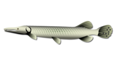 Florida Gar | Guide to #1 Native Airbreathing Fish in Fla