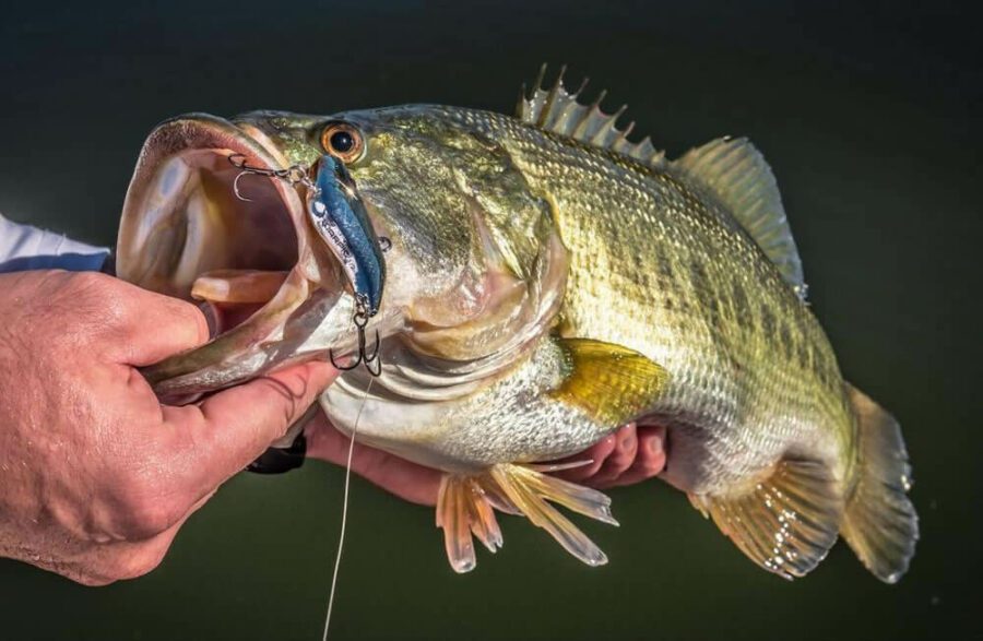 Different Lures for Bass Fishing - #1 Best and All You Need
