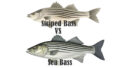 Duel: Striped Bass vs Sea Bass, Who's the Best Tasting Bass?