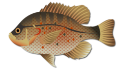 Shellcracker | How to Catch Shellcracker - Redear Sunfish